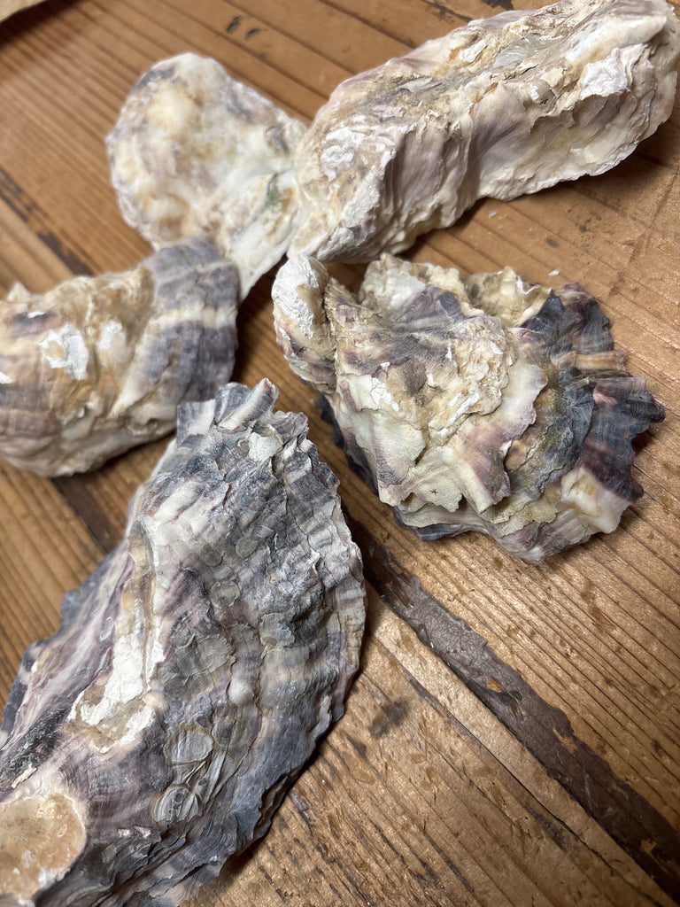 Raw Oyster Shells (5) – California Hula Center