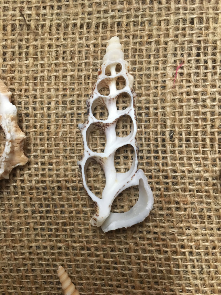 Cut Shells – California Hula Center