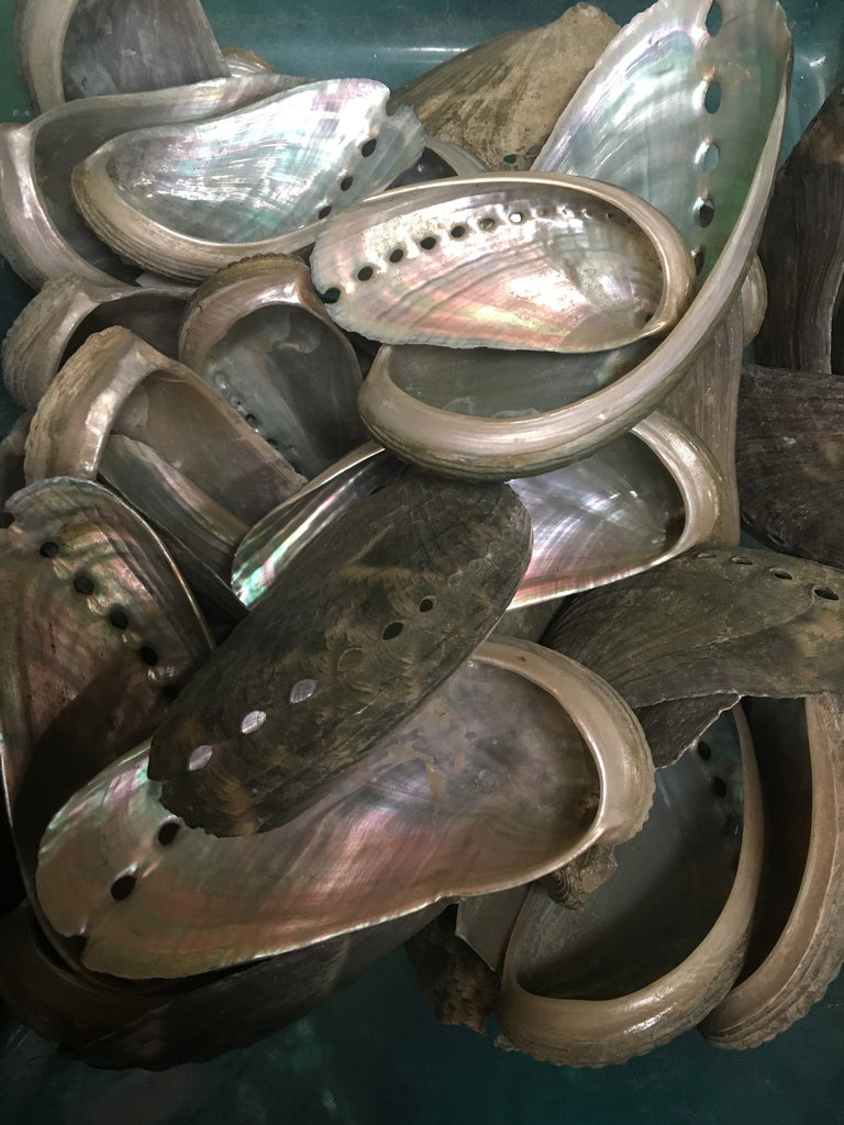 Raw Abalone Shells – California Hula Center