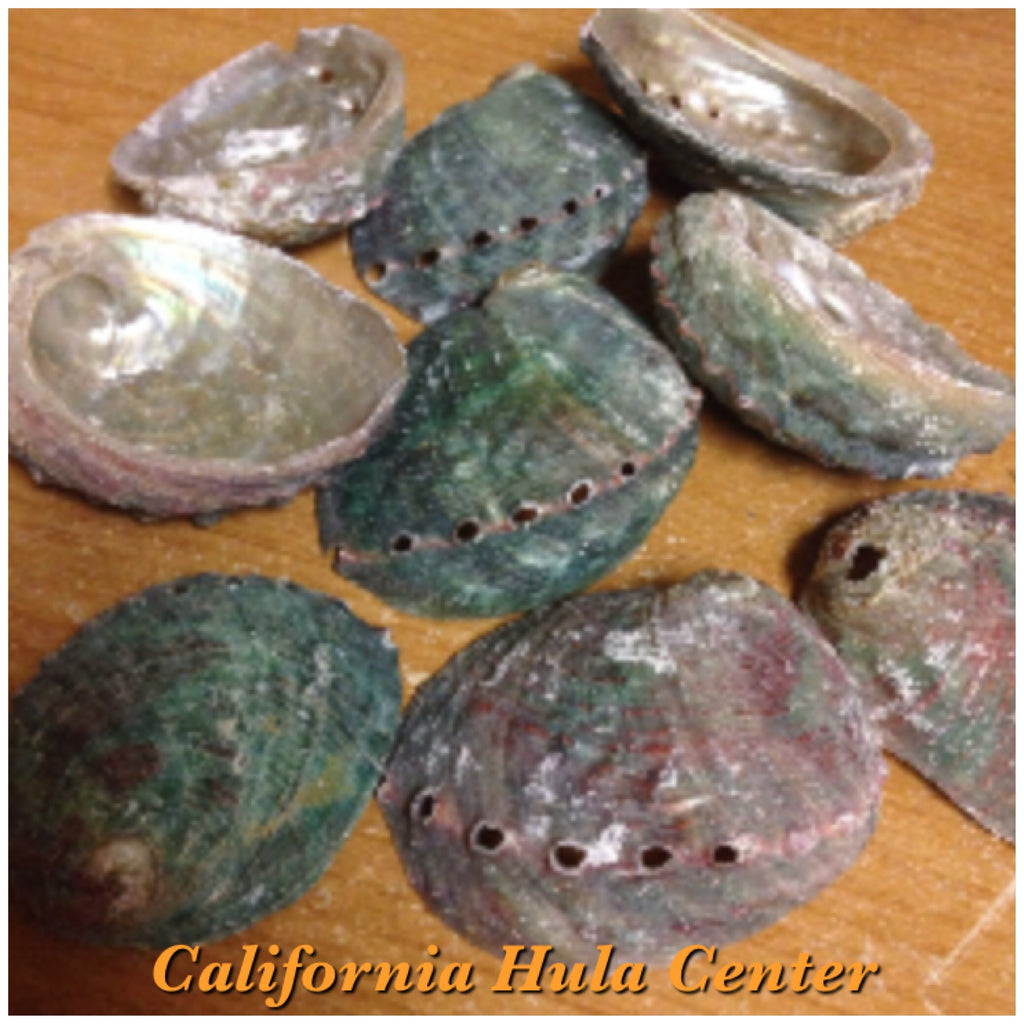 Rainbow Abalone Shells – California Hula Center