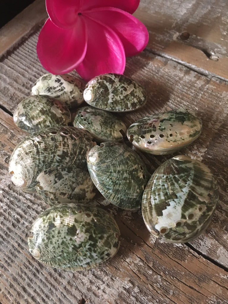 Whole Polished Abalone Shells – California Hula Center